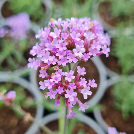 Verbena bonariensis 'Lollipop'