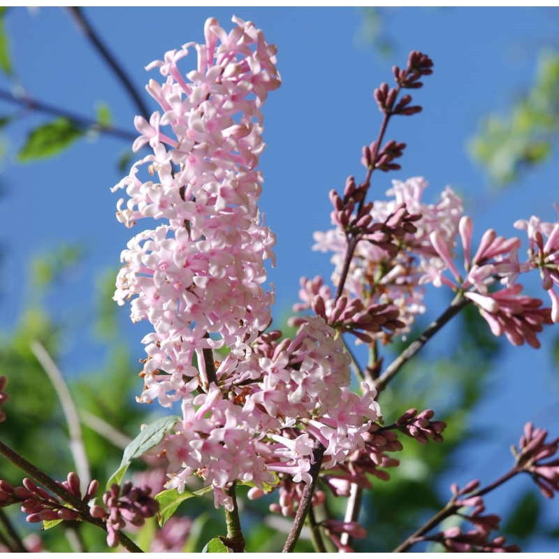 Syringa - Trees and Shrubs