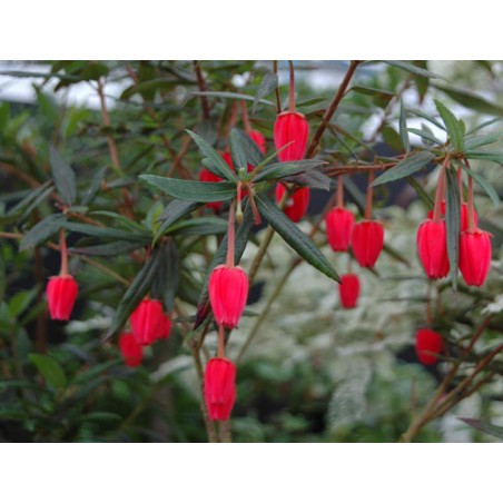 Crinodendron hookerianum (Chilean lantern tree)