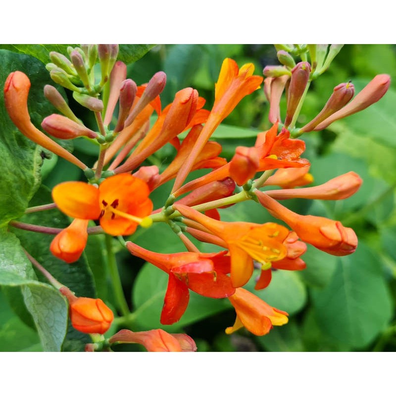 Lonicera - Climbers