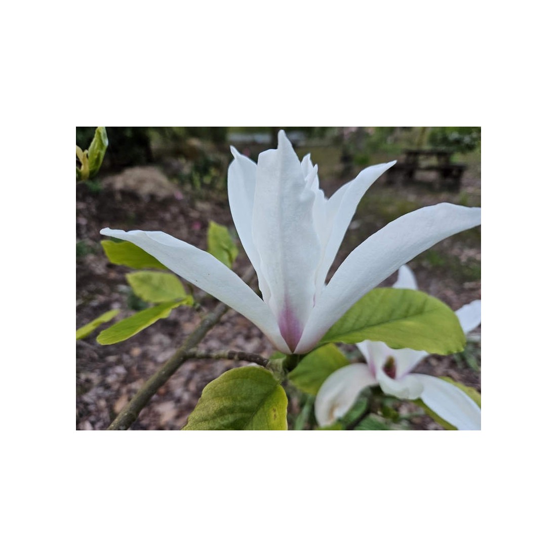 Magnolia - Trees and Shrubs