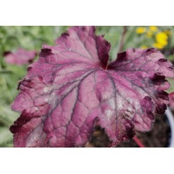 Herbaceous - Heuchera