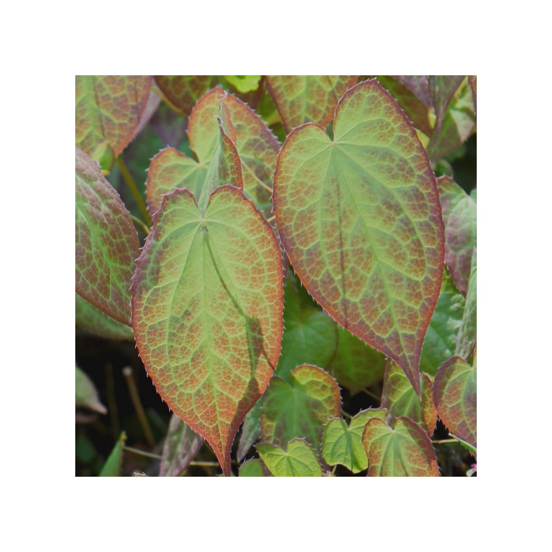 Bluebell Arboretum & Nursery - Specialists in Trees & Shrubs