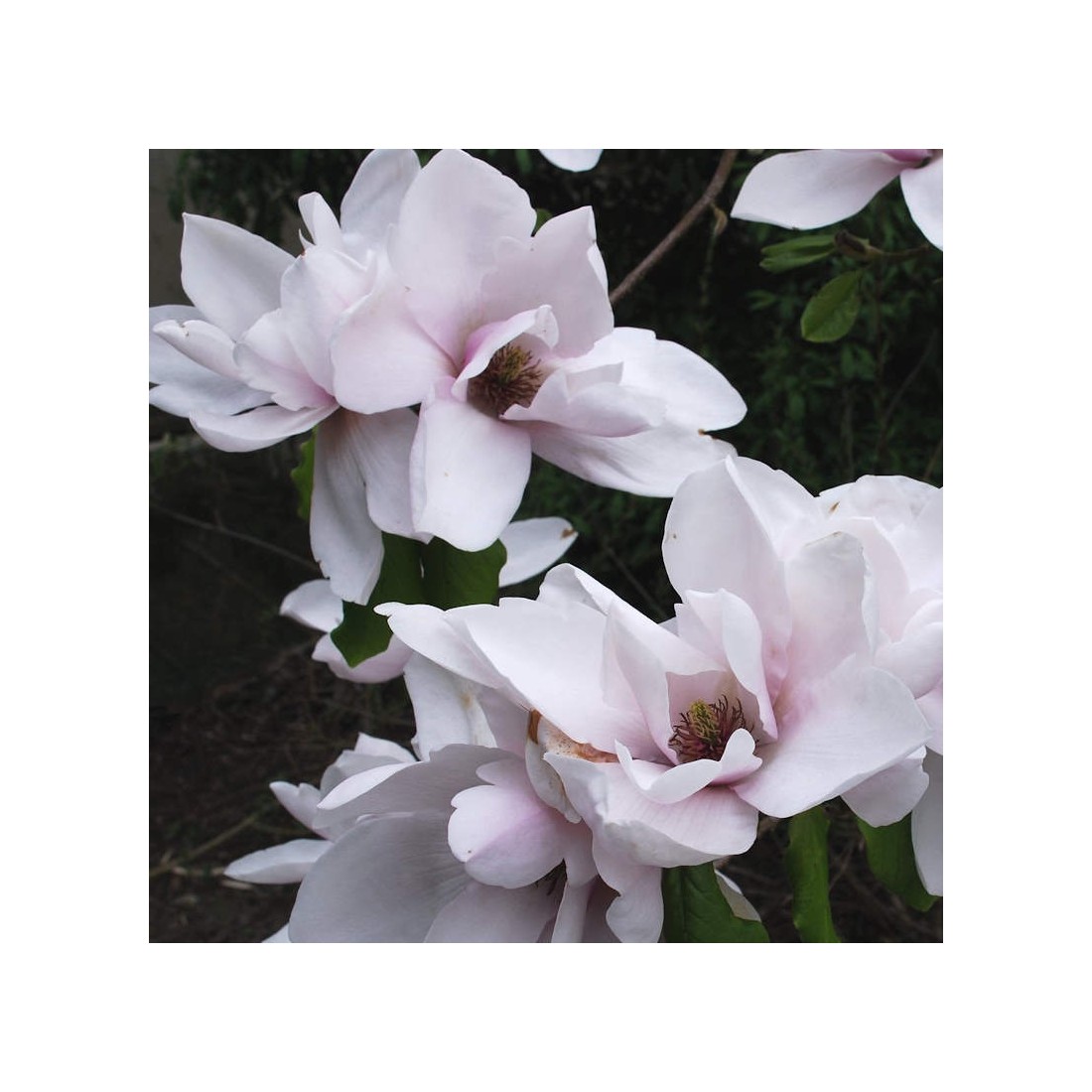 Magnolia - Trees and Shrubs