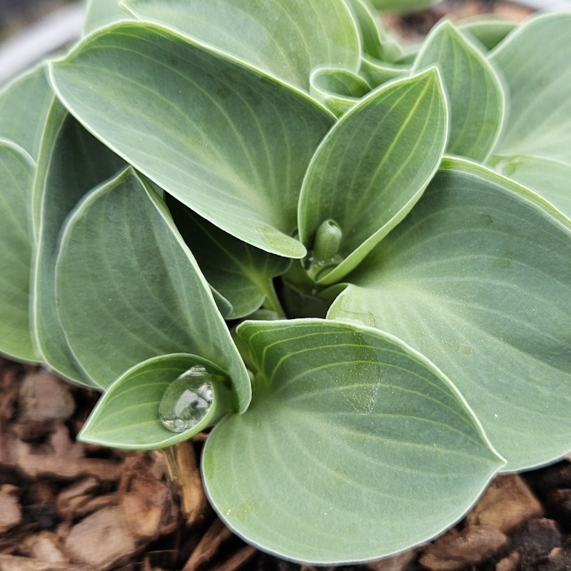 Hosta 'Blue Mouse Ears' (Plantain Lily)