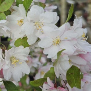 Malus - Trees and Shrubs