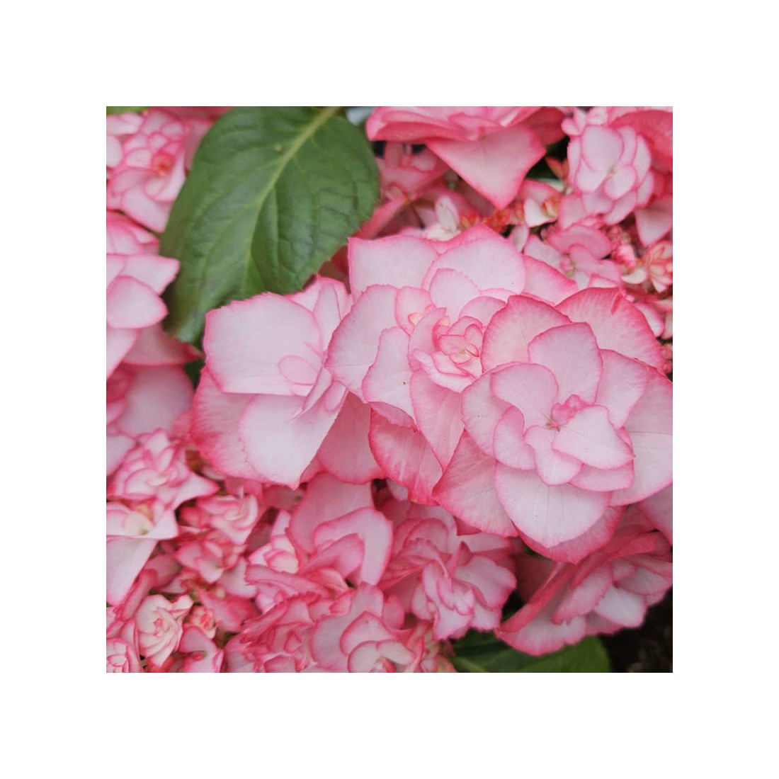 Bluebell Arboretum & Nursery - Specialists in Trees & Shrubs