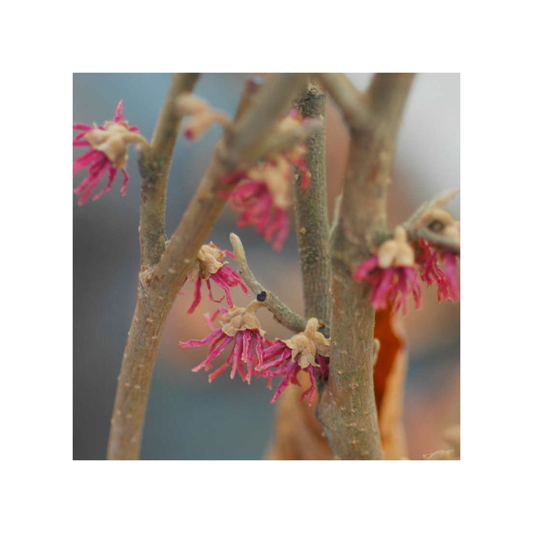 Hamamelis - Trees and Shrubs