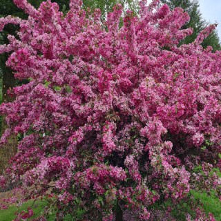 Malus - Trees and Shrubs