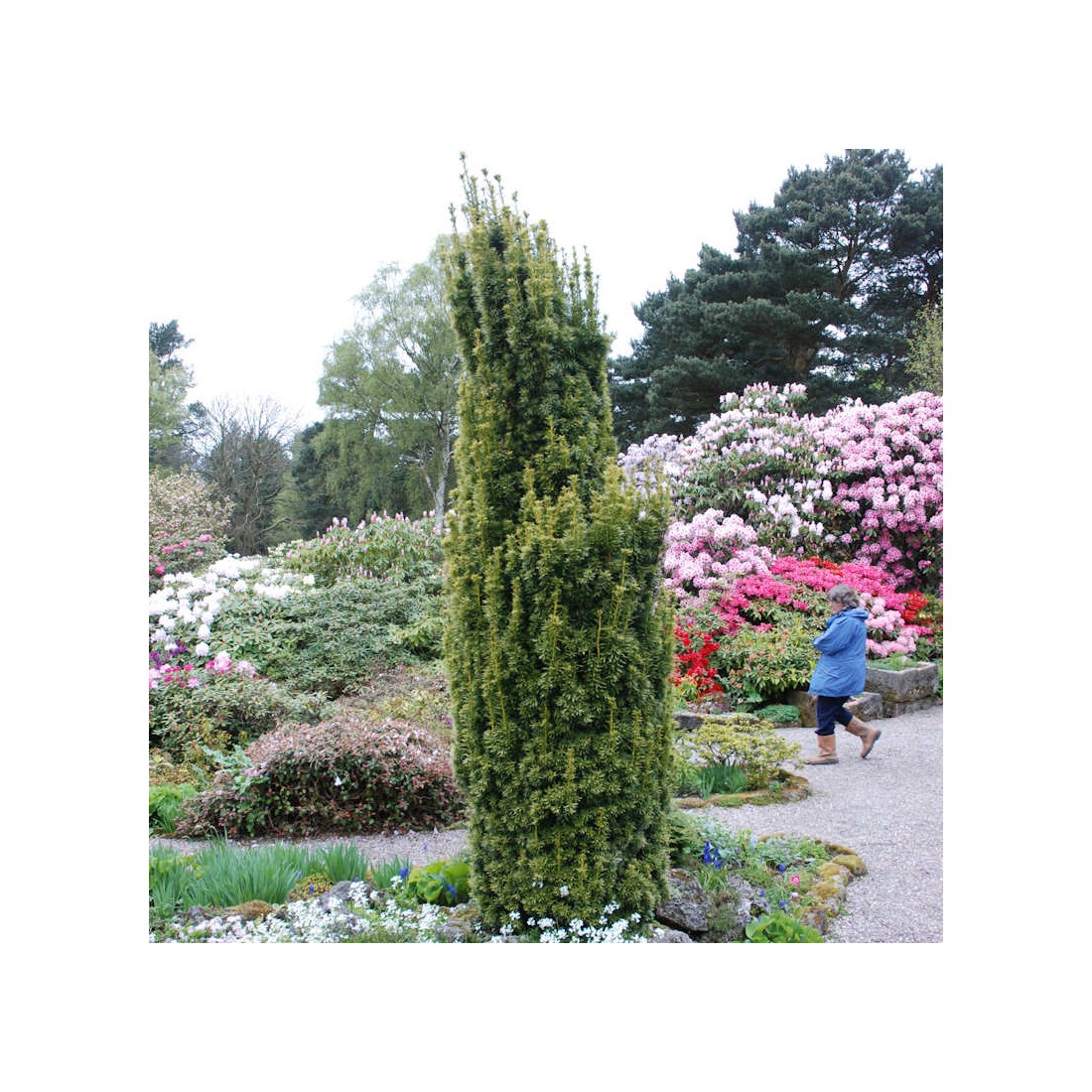 Taxus Baccata Standishii Evergreen Buy Yew Taxus Baccata Standishii: £ ...
