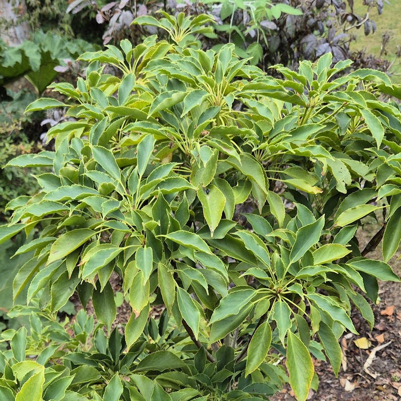 Trochodendron aralioides (Wheel Tree)