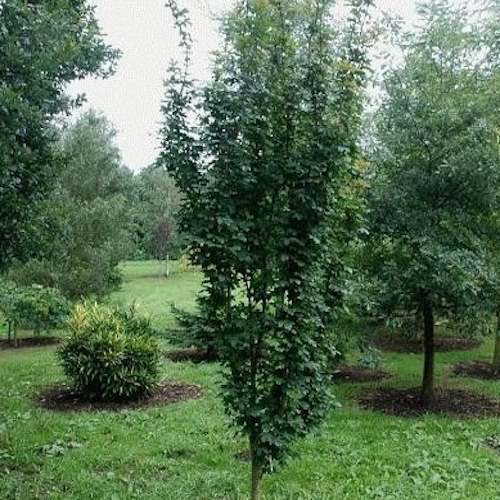 Bluebell Arboretum & Nursery - Specialists in Trees & Shrubs